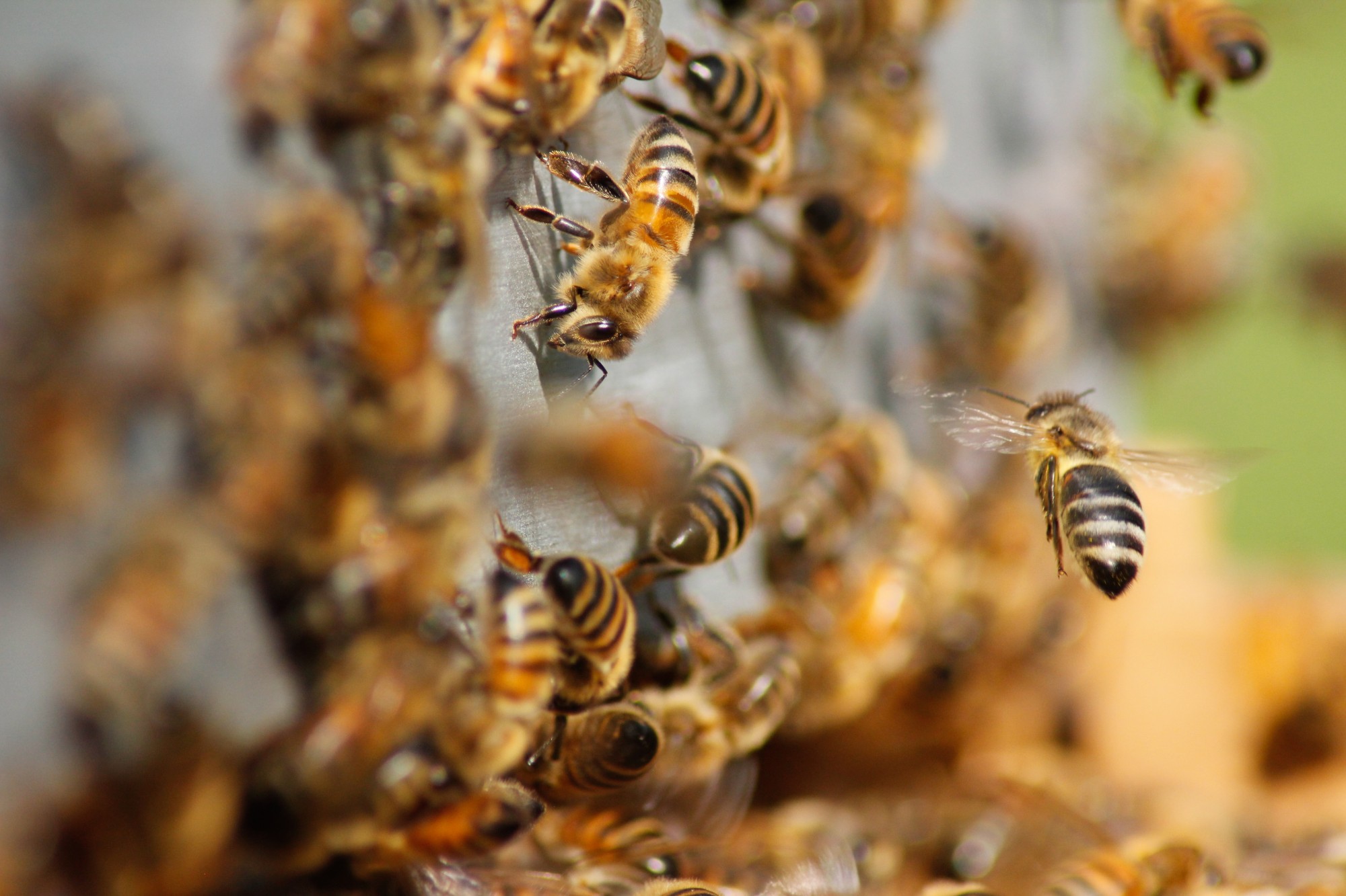 Discovering and diagnosing honey bee killers — GrowNextGen