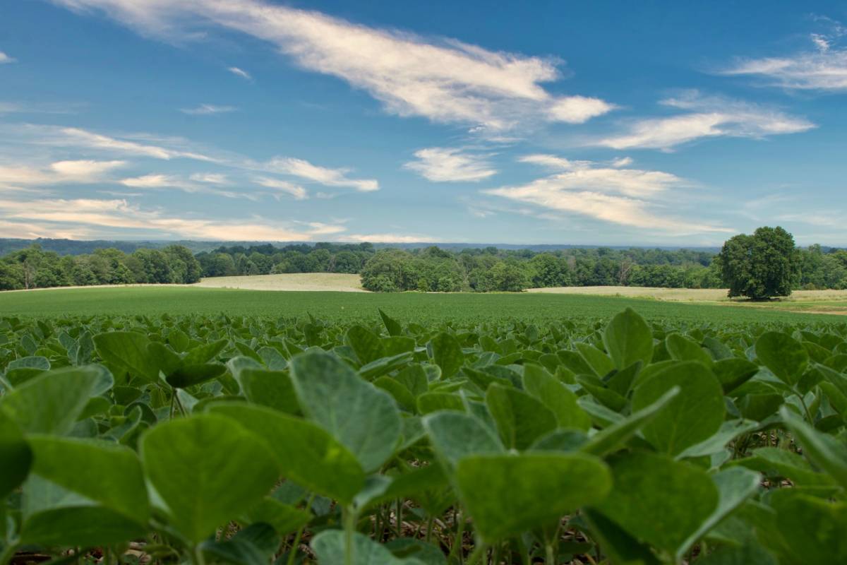 Soybean growth and genetics — GrowNextGen