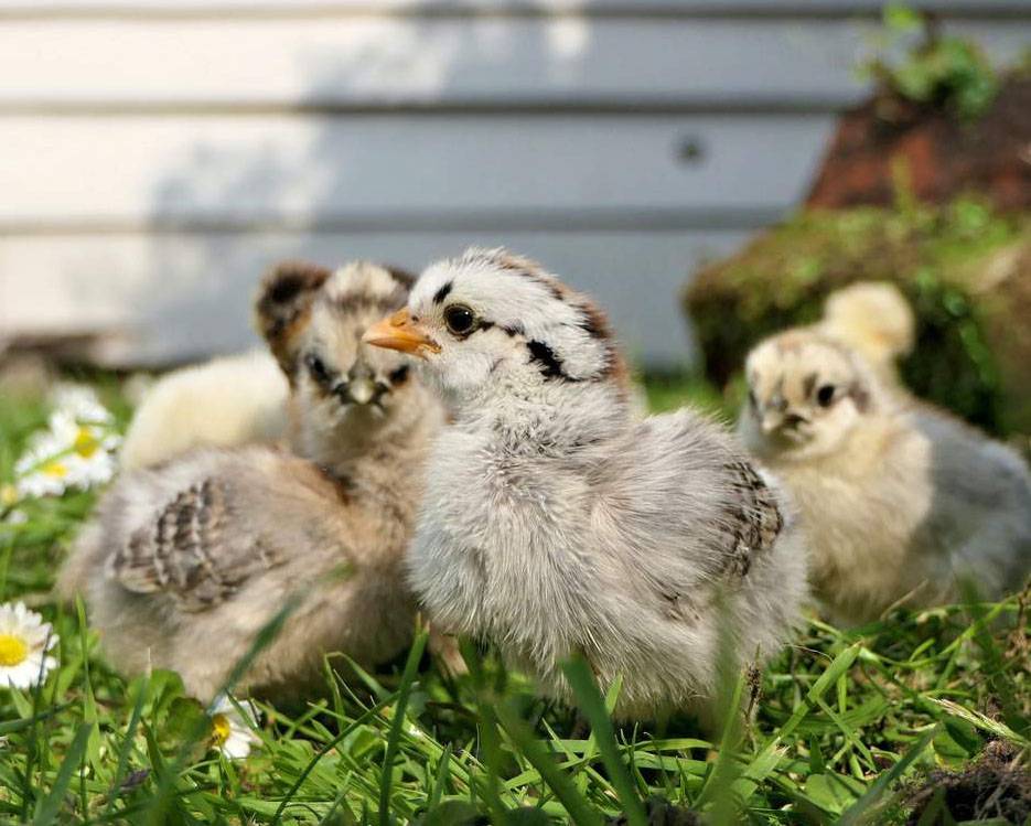 Life cycle of chickens (Elementary) — GrowNextGen