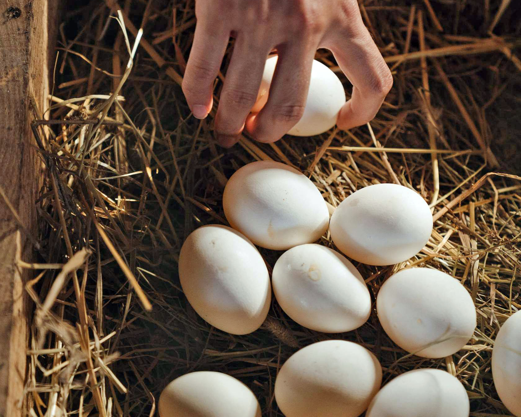 Structure and function of eggs (Elementary) — GrowNextGen
