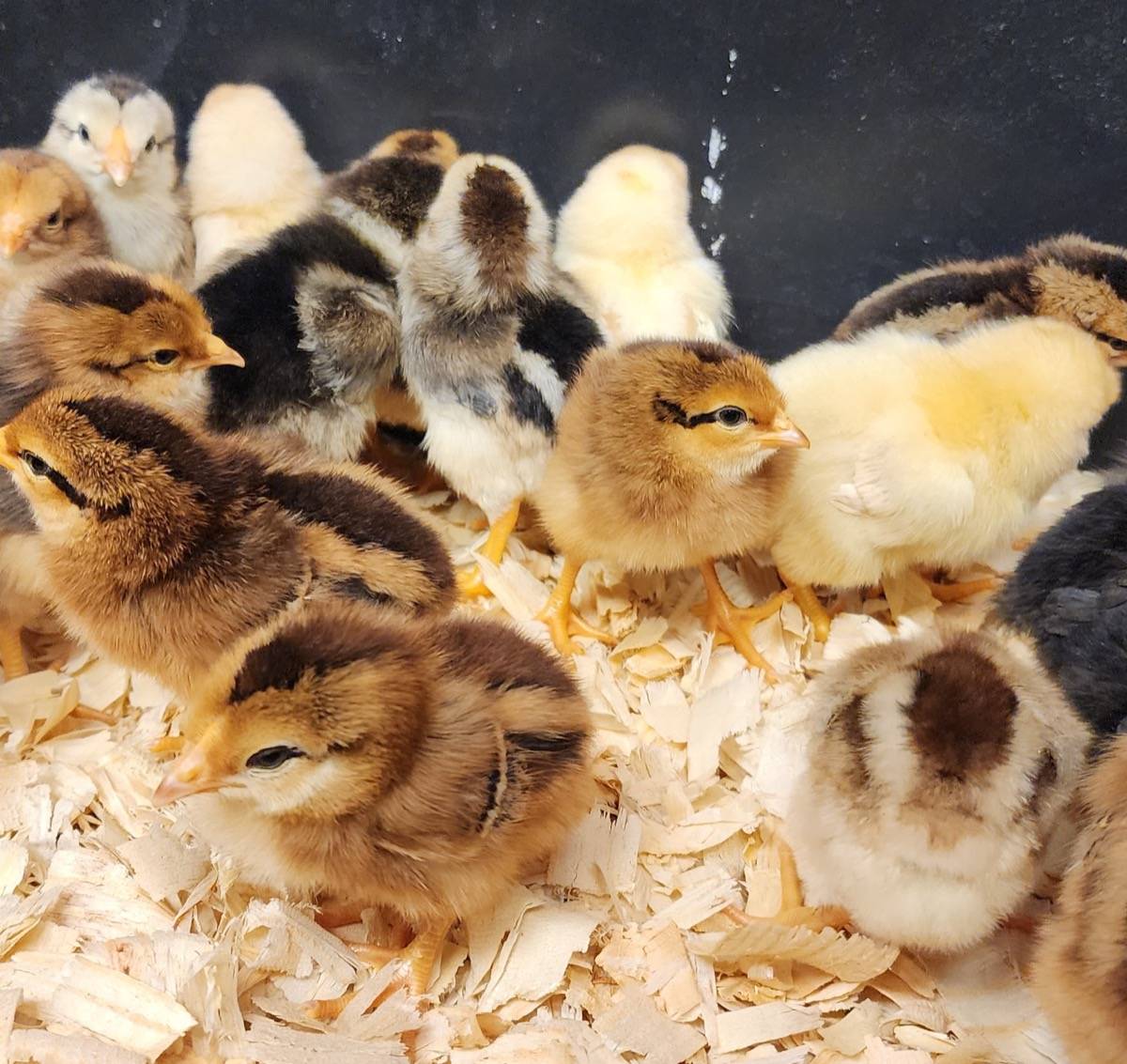 ChickQuest connects with challenged students — GrowNextGen