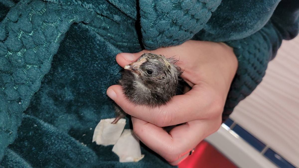 ChickQuest, including some chick doctoring, too! — GrowNextGen