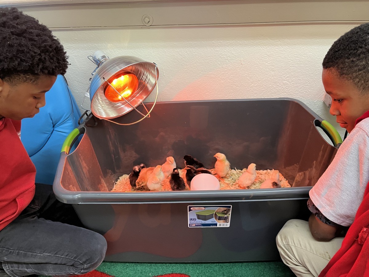 Welcome, new classroom visitors — GrowNextGen